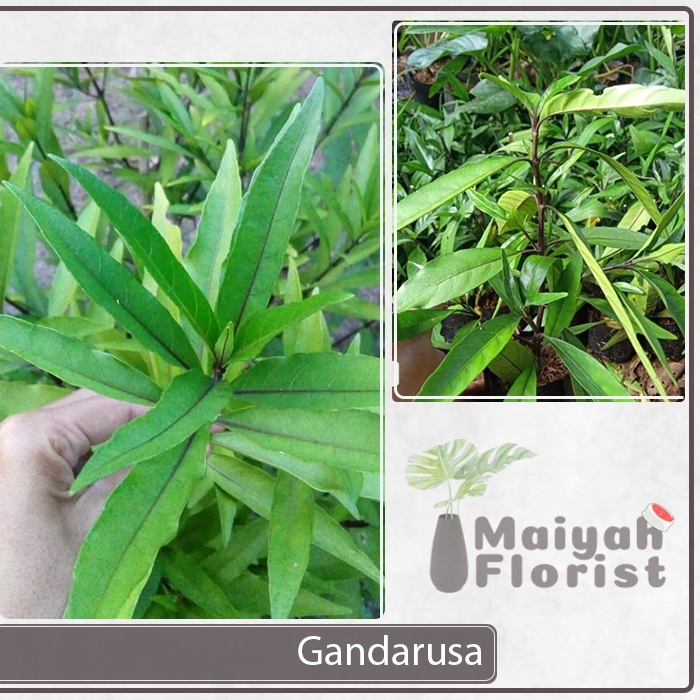Jual Tanaman Herbal Gandarusa - Daun Rusa - Justicia gendarussa ...