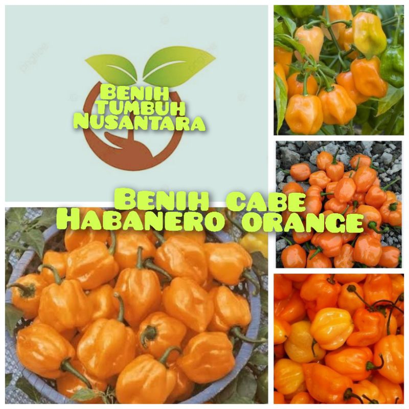 Jual 5 butir biji/benih cabe habanero orange | Shopee Indonesia Jual 5 butir biji/benih cabe habanero orange | Shopee Indonesia