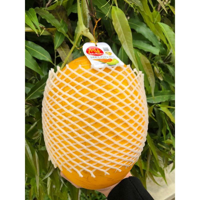 Jual Melon Kirin Myfruit /kg | Shopee Indonesia