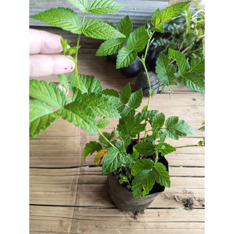 Jual Bibit Buah Raspberry Lokal - Pohon Raspberry Lokal Siap Berbuah ...