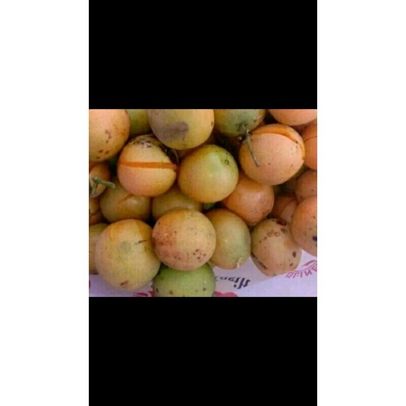 Jual Buah Gandaria Jatake segar | Shopee Indonesia