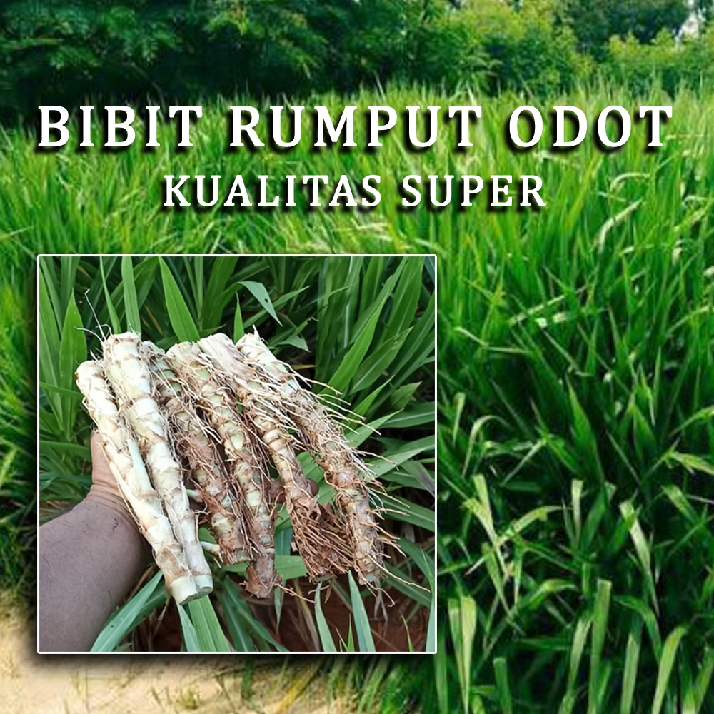 Jual [ 1 KG ] BIBIT RUMPUT ODOT SUPER | Shopee Indonesia