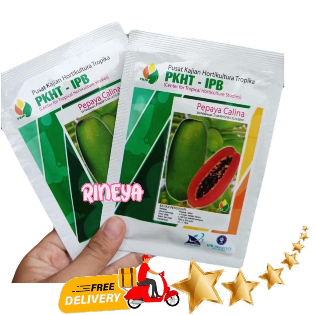 Jual BENIH BIBIT PEPAYA CALINA CALIFORNIA PKHT botani seed BENIH ...