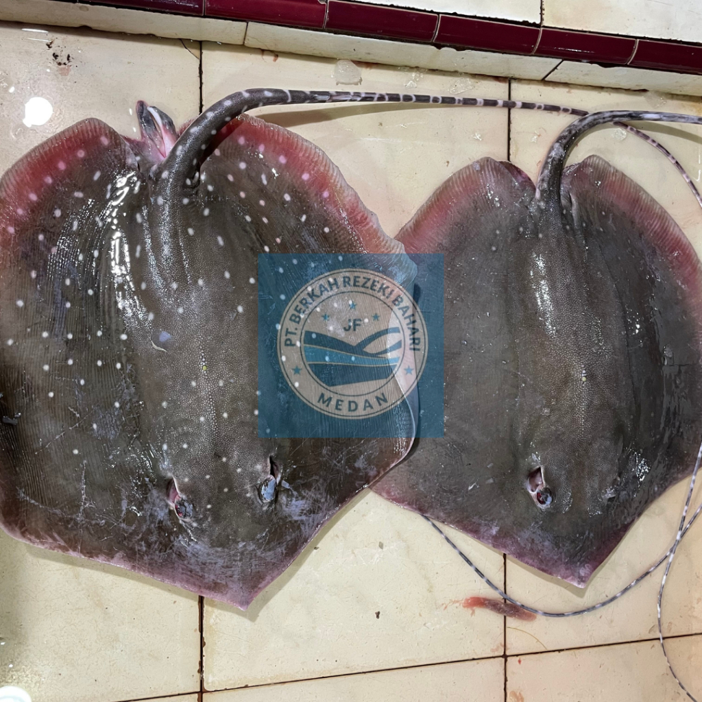 Jual Ikan Pari Bintang Segar per kg | Shopee Indonesia