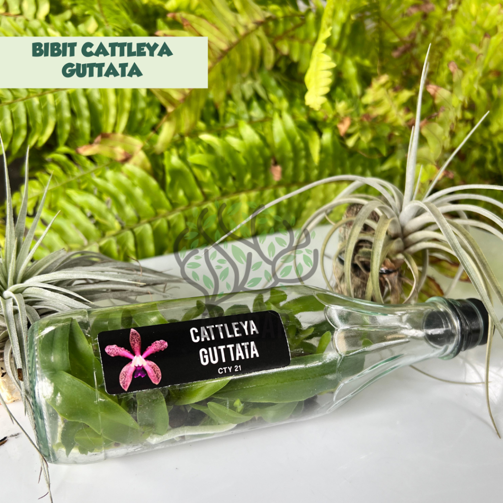 Jual Bibit Botolan Anggrek Cattleya Guttata Anggrek Langkah Tanaman ...