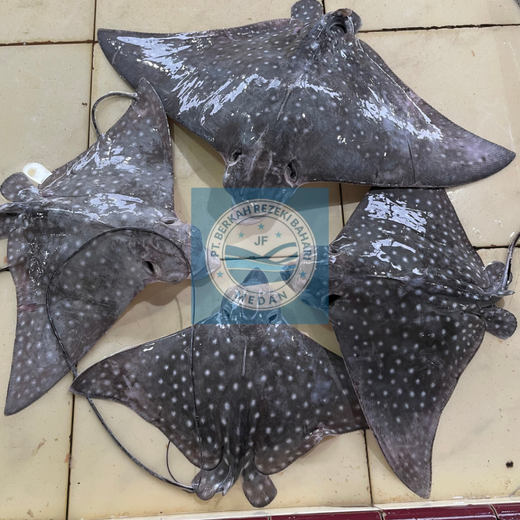 Jual Ikan Pari Burung Manta Segar per kg | Shopee Indonesia
