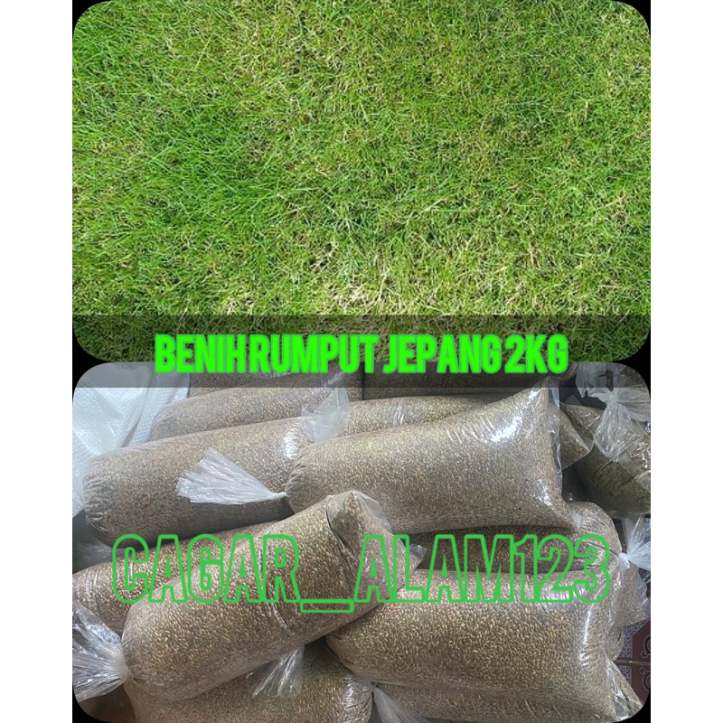 Jual benih rumput jepang 2kg | Shopee Indonesia