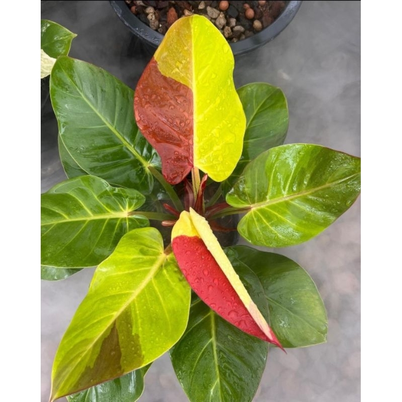 Jual Philodendron Red Moon-Tanaman Hias Philo Red Moon-Tanaman Hias ...