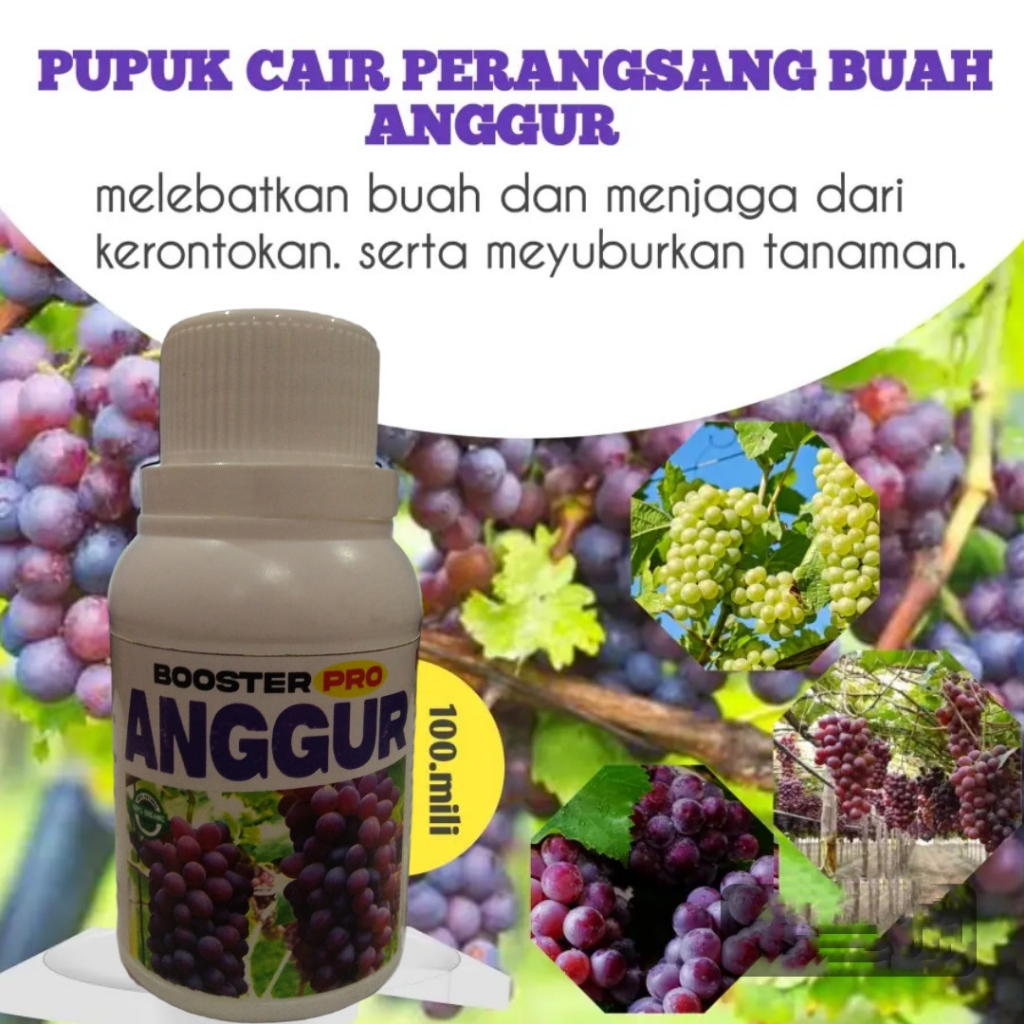 Jual Pupuk Booster pro Anggur Semprot Perangsang Buah Terbaik Ampuh Supaya Cepat Berbuah Lebat ...