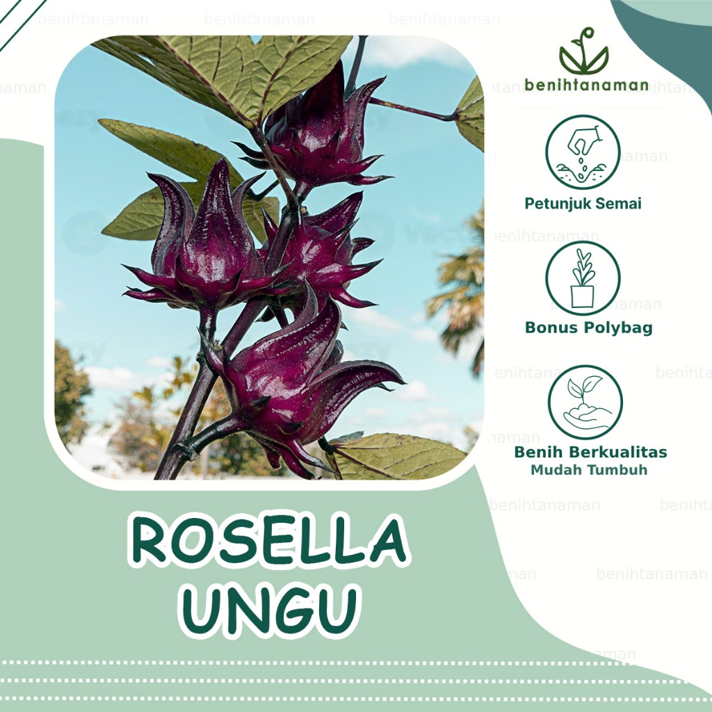 Jual 5 Biji - Benih Bunga Rosella Tipe Ungu | Shopee Indonesia
