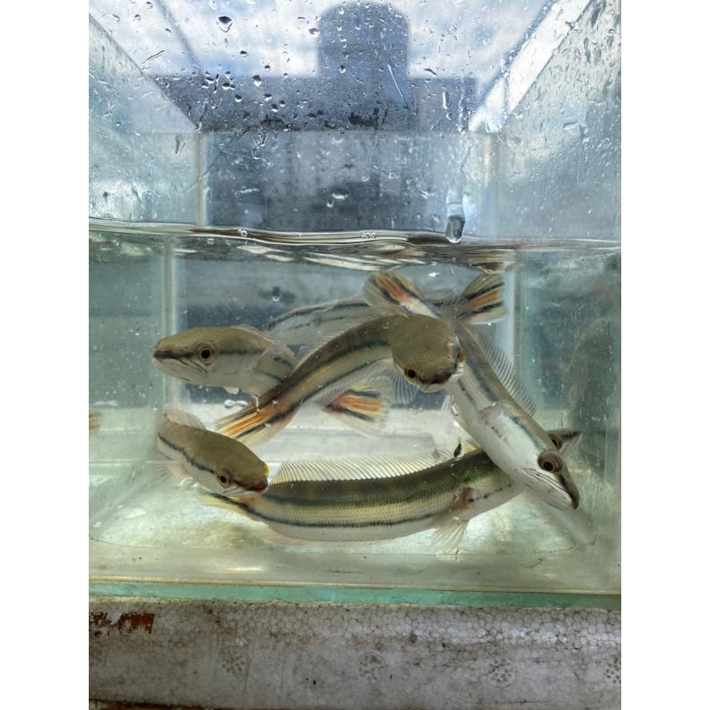 Jual Hiasan Aquarium gabus toman 18cm | Shopee Indonesia