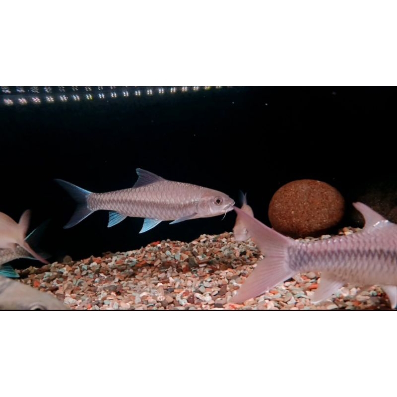 Jual Neo Stracheyi Thailand Blue mahseer babby 8-10cm | Shopee Indonesia