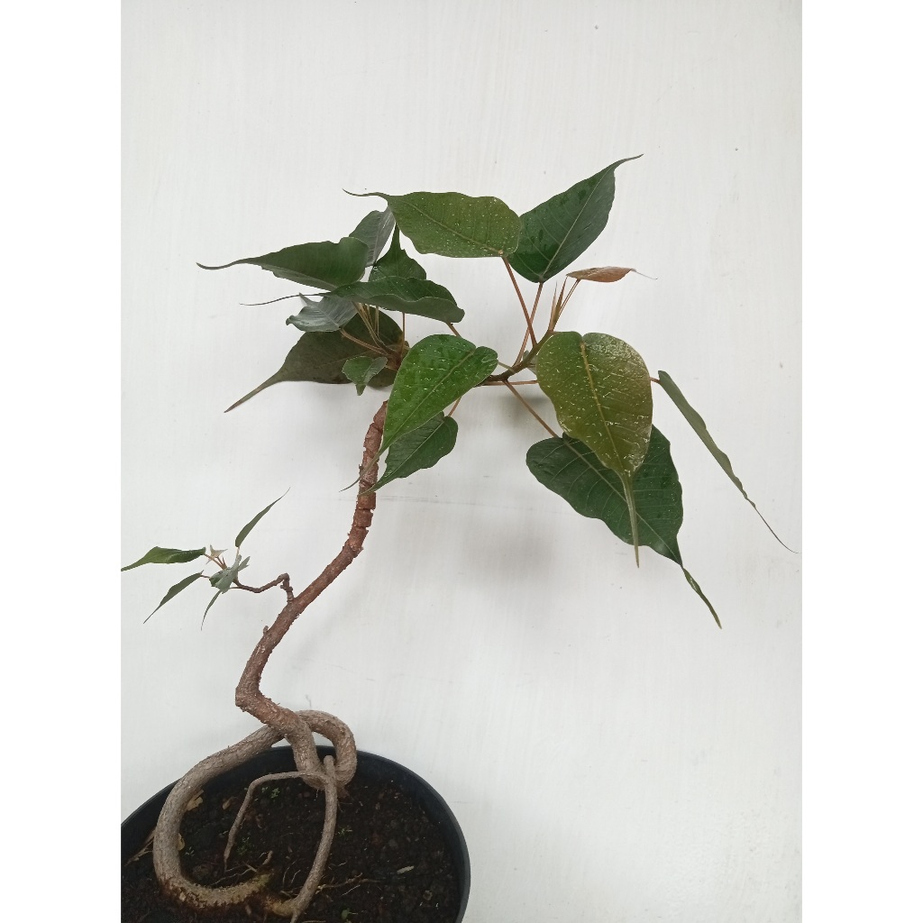 Jual Pohon Bodhi - Ficus Bodhi - Ficus Religiosa - Sacred Fig - Peepal ...