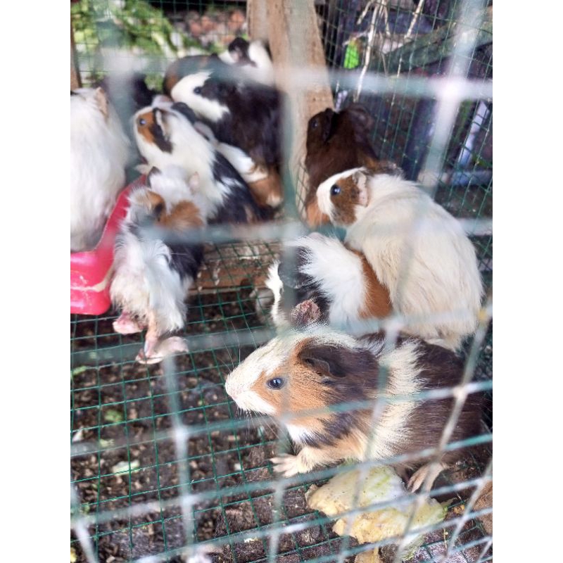 Jual Marmut - Marmut lokal - anakan marmut hidup | Shopee Indonesia