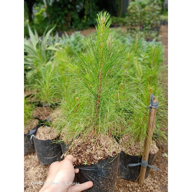 Jual Tanaman Hias Cemara Pinus / tanaman cemara pinus / pohon cemara ...
