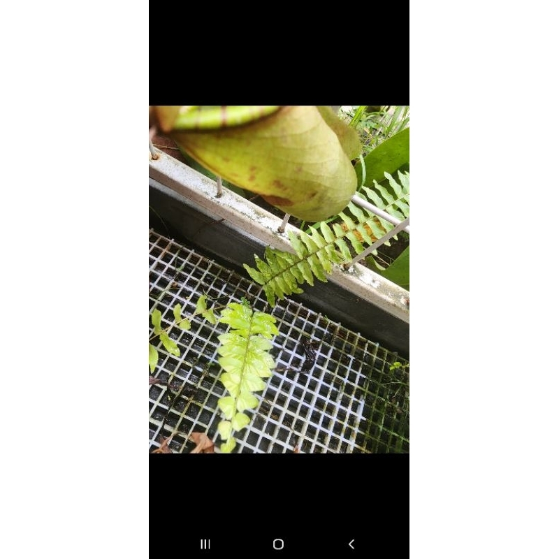Jual PAKIS VARIEGATA | Shopee Indonesia