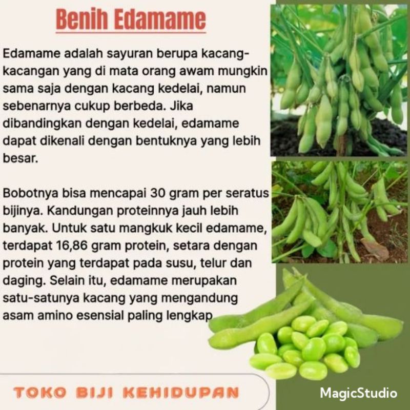 Jual BIJI BENIH SAYURAN EDAMAME/KEDELAI EDAMAME | Shopee Indonesia