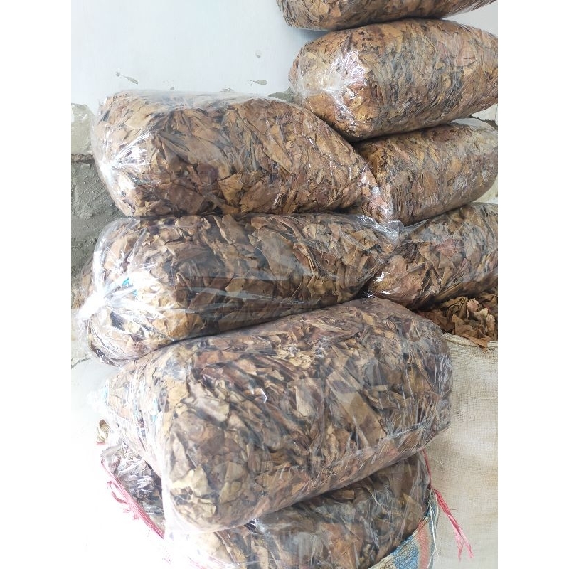 Jual daun Ketapang sudah fermentasi 1kg | Shopee Indonesia