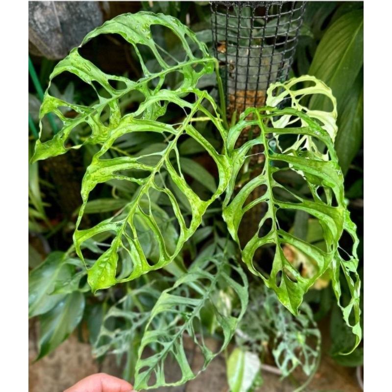 Jual Monstera Obliqua Peruvian Tanaman Hias Monstera Obliqua Peruvian ...