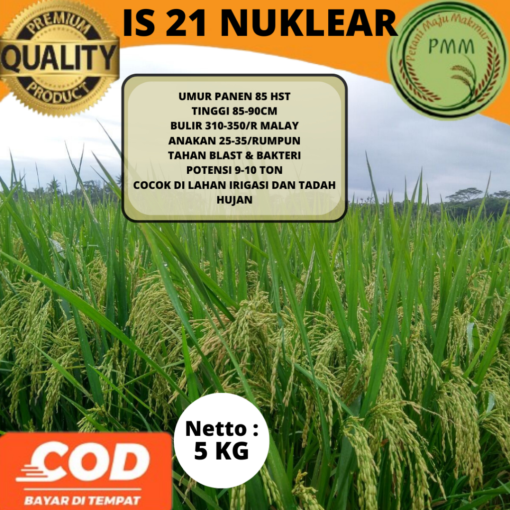 Jual Biji Padi Unggul IS 21 NUKLIER 5KG | Shopee Indonesia
