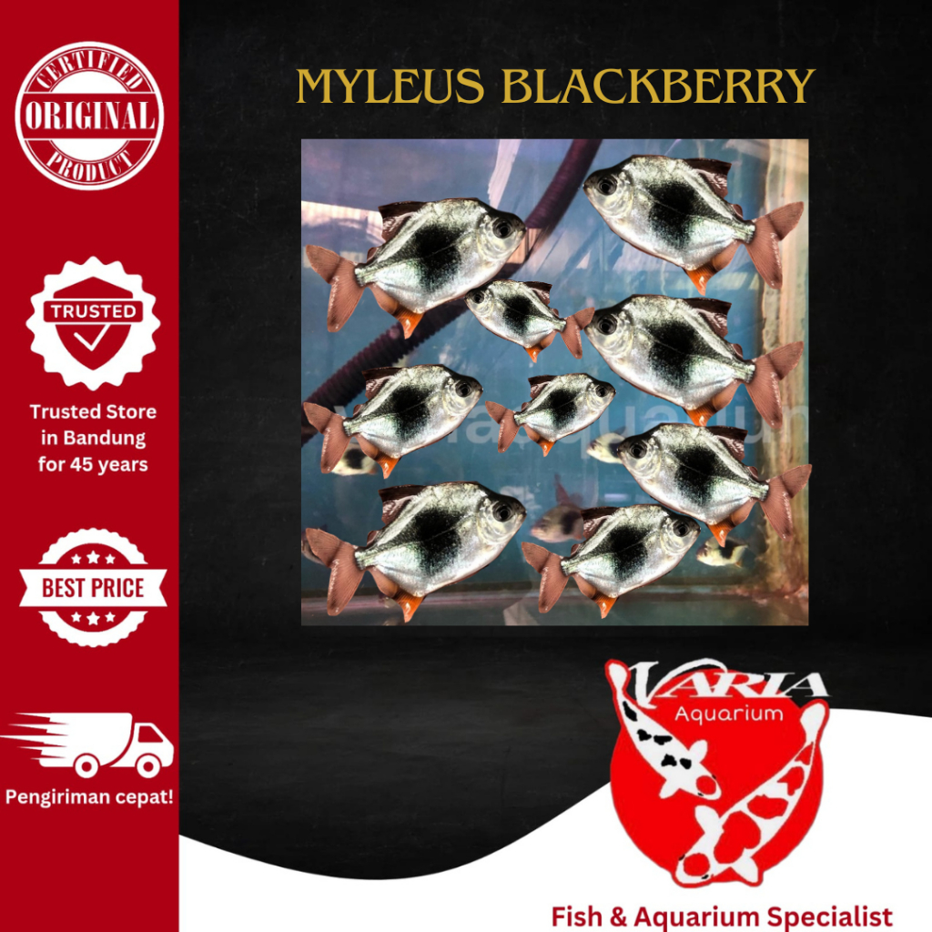 Jual Ikan Myleus Blackberry Silver Dollar Tankmate Ikan Hias Aquarium ...