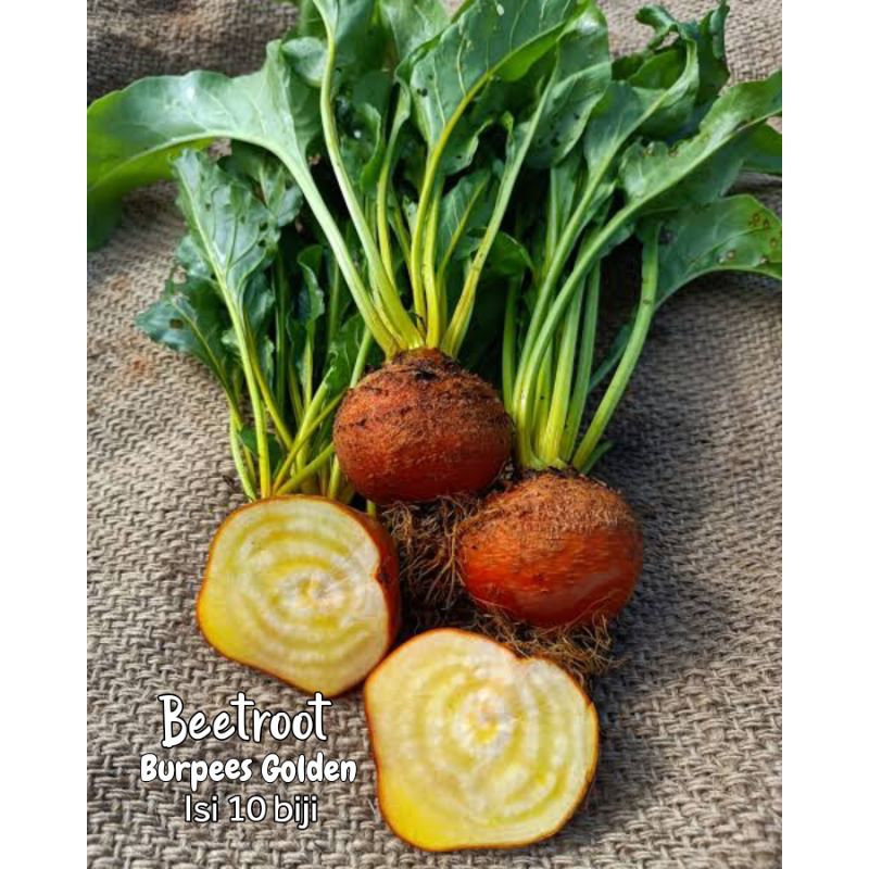 Jual Beetroot burpes golden benih | Shopee Indonesia