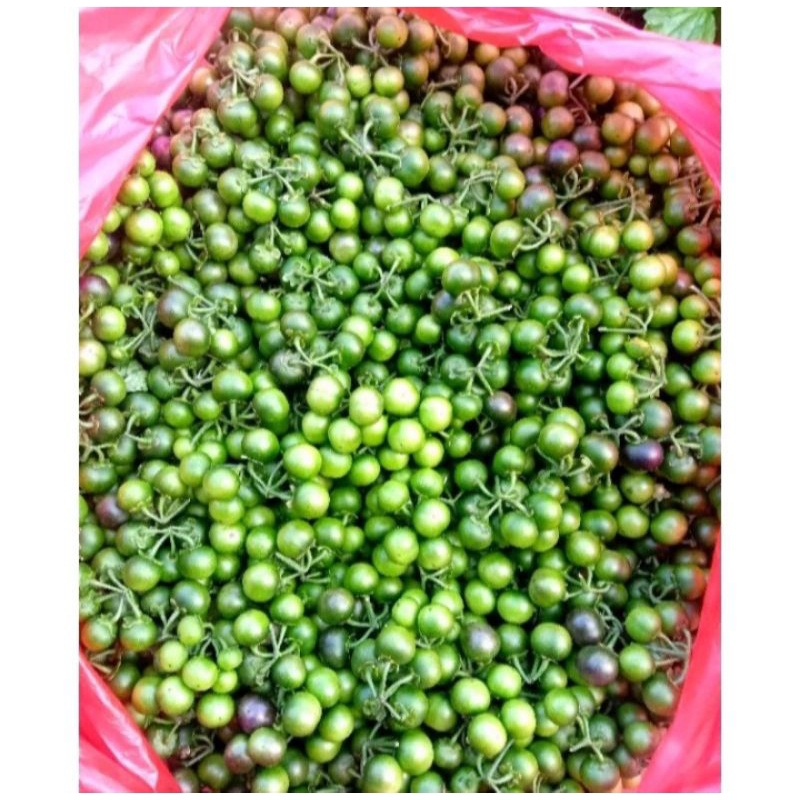 Jual LENCA SEGAR PER 1 KG | Shopee Indonesia