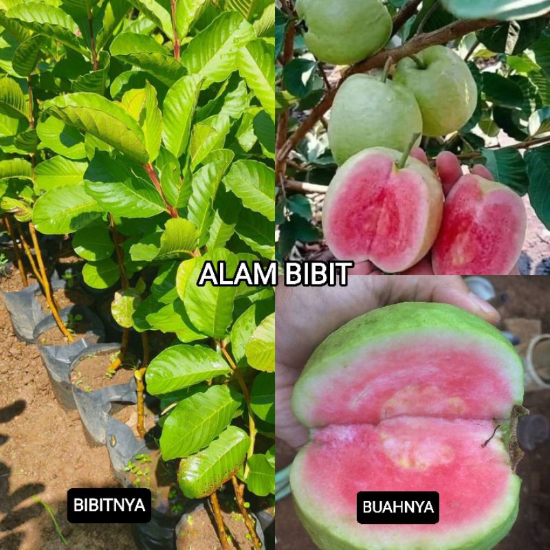 Jual BIBIT JAMBU KRISTAL MERAH OKULASI DARI INDUKAN BERBUAH | Shopee ...