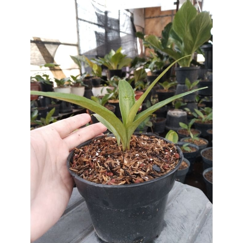 Jual anthurium obor pucuk merah ( ekonomis) | Shopee Indonesia