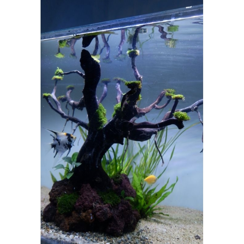 Jual Aquascape Tema Bonsai Pohon Shopee Indonesia