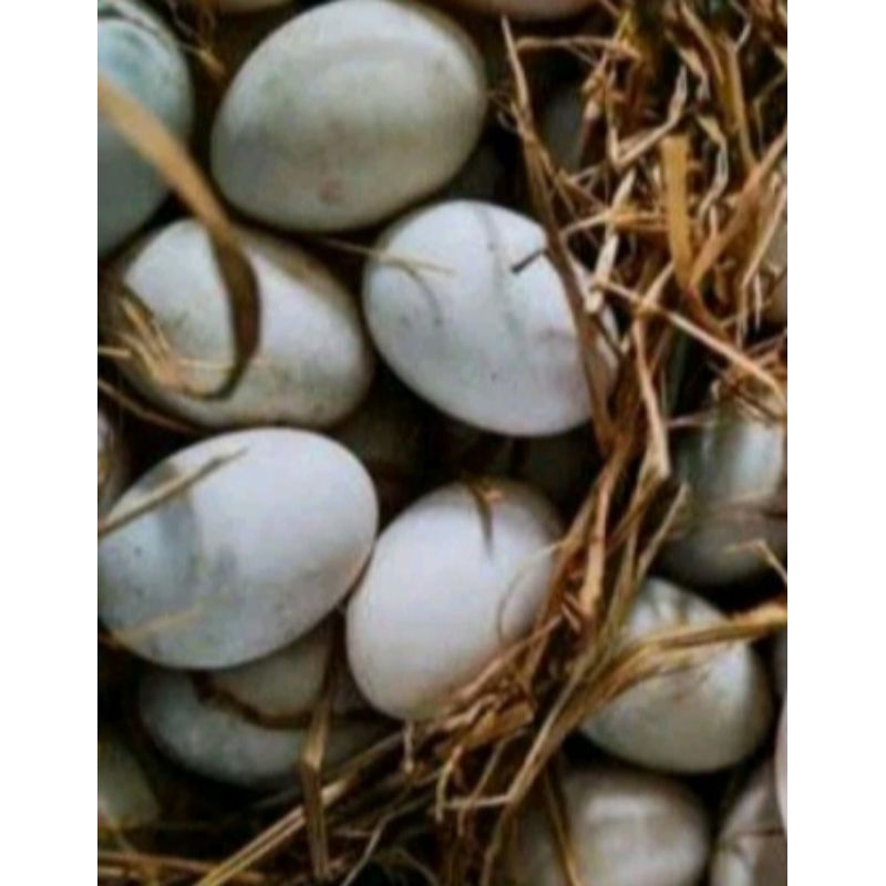 Jual Telur Entok Fertil untuk di konsumsi dan ditetaskan | Shopee Indonesia