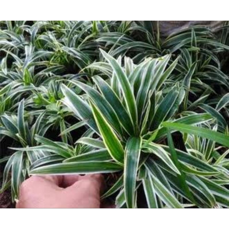 Jual Lili Paris Mini | Shopee Indonesia