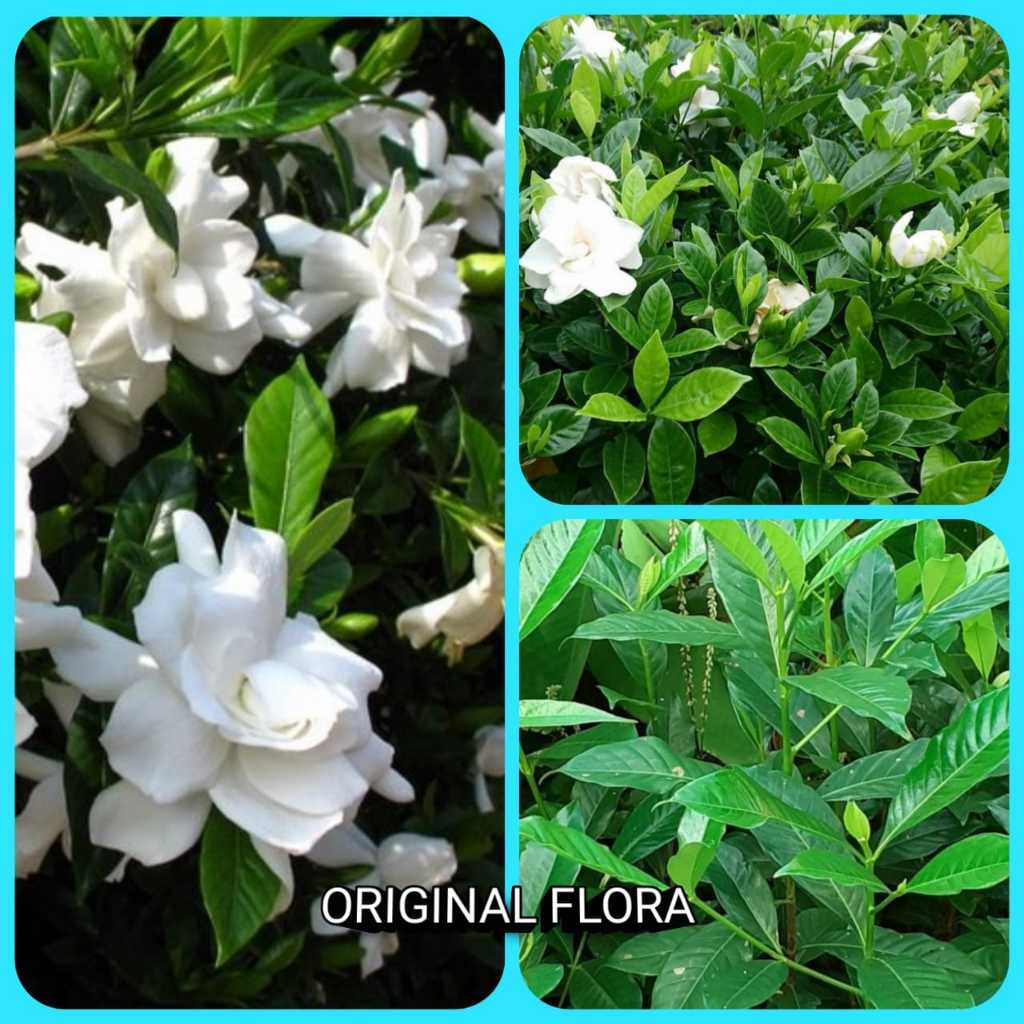 Jual Bunga Kaca Piring Bunga Jempiring Gardenia Augusta Tanaman Hias ...
