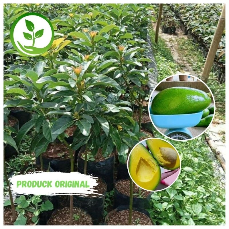 Jual Bibit alpukat Mentega Jumbo Asli uk 100 cm tanaman okulasi cepat ...