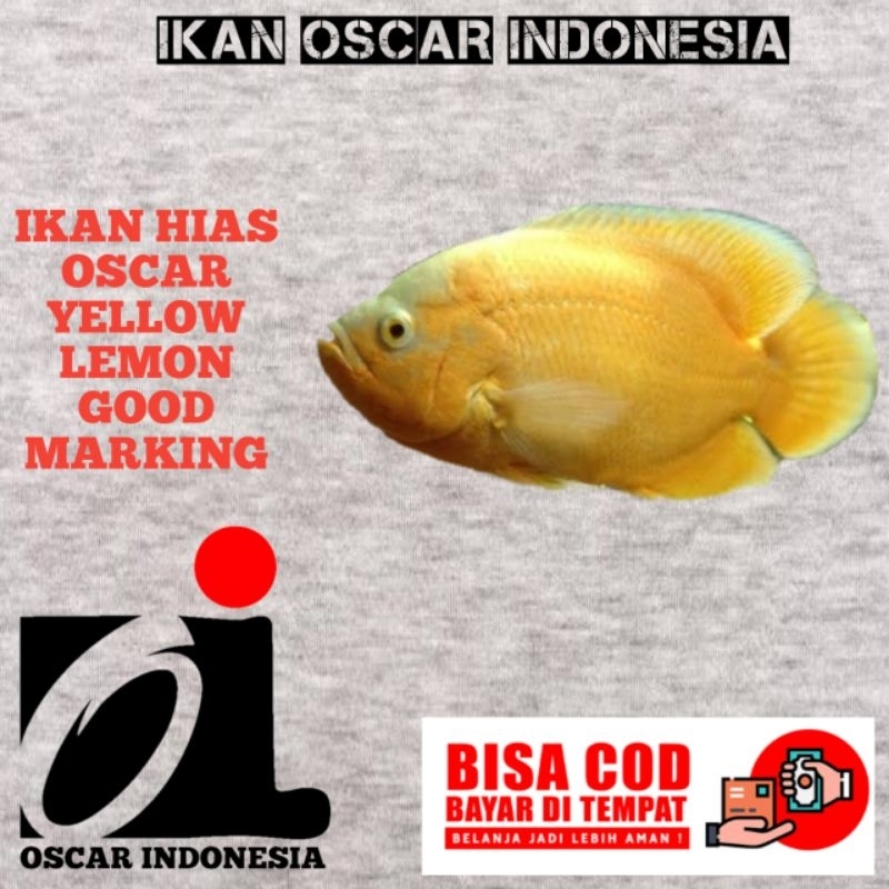 Jual Oscar yellow lemon 7-8cm | Shopee Indonesia