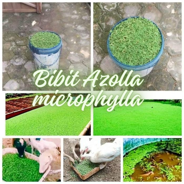 Jual Bibit azolla super 1kg azola pakan alternatif ikan dan ternak ...