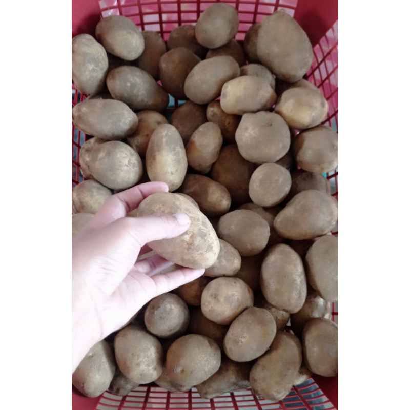Jual Kentang lokal 1kg | Shopee Indonesia