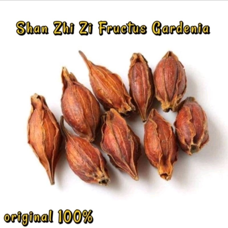 Jual San Zhi Zi/ Shan Zhi Zi 100 gram / Shanzhizi /Fructus Gardenia ...