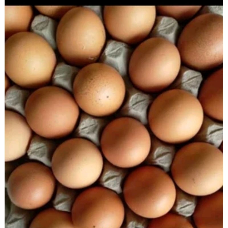 Jual Telur Ayam Omega horn fresh baru langsung kirim ayam negeri 1 kg ...