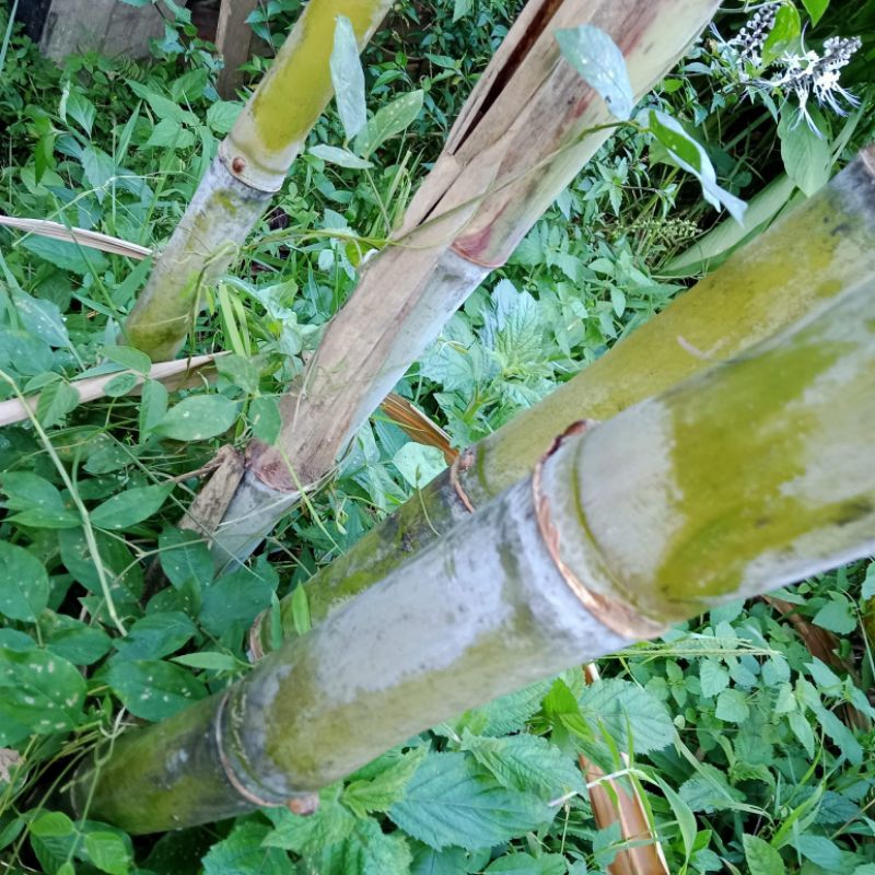 Jual Pohon Tebu Manis Tebu Hijau Satu Kilo | Shopee Indonesia