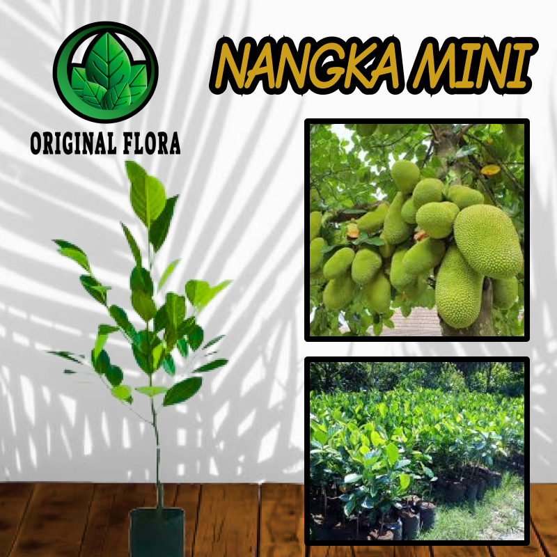 Jual Bibit Nangka Mini Pohon Nangka Mini Tanaman Nangka Mini Unggul ...