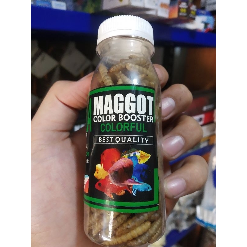 Jual MAGGOT // SPIRULINA COLORFUL // 30 GRAM // PAKAN IKAN | Shopee ...