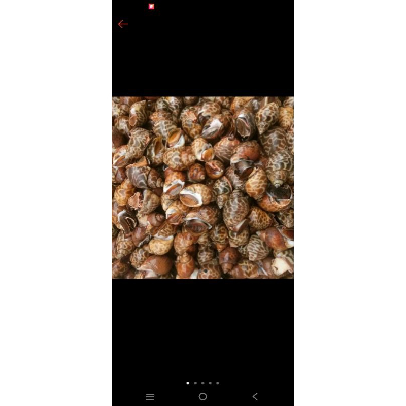 Jual kerang macan segar 1kg | Shopee Indonesia