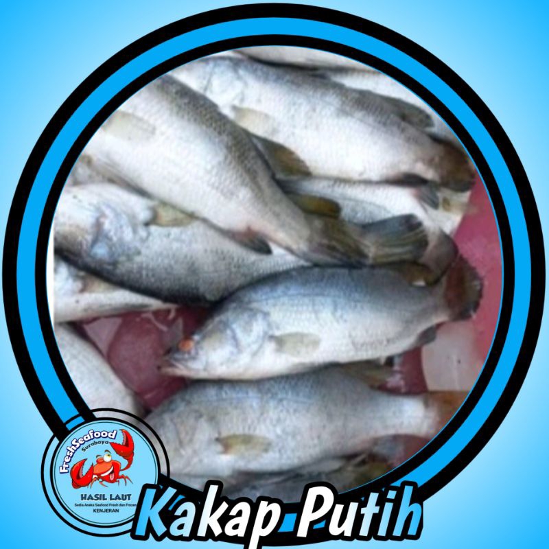 Jual IKAN CUKIL / KAKAP PUTIH SEGAR 1 kg | Shopee Indonesia