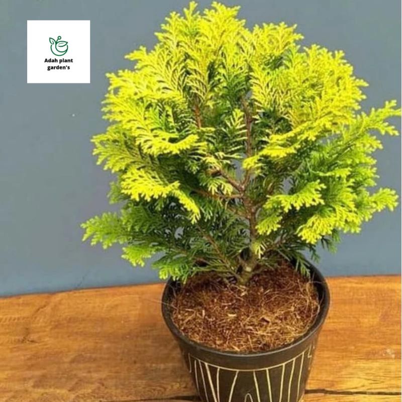 Jual >( BISA COD ) TERMURAH Pohon Cemara Kuning - Tanaman Hias Cemara ...