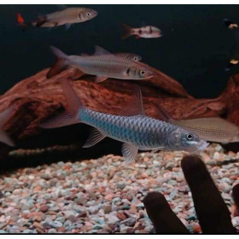 Jual Tor Putitora Himalayan Golden Mahseer 10-12cm | Shopee Indonesia