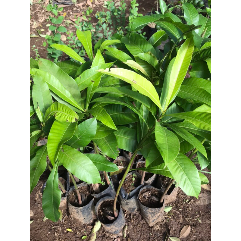 Jual bibit pohon kemang | pohon kemang | Shopee Indonesia Jual bibit pohon kemang | pohon kemang | Shopee Indonesia