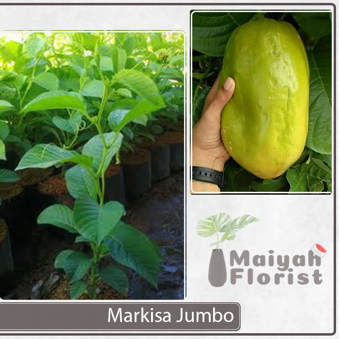 Jual Bibit Tanaman Buah Markisa Jumbo - Erbis - Passiflora Quadrangularis | Shopee Indonesia