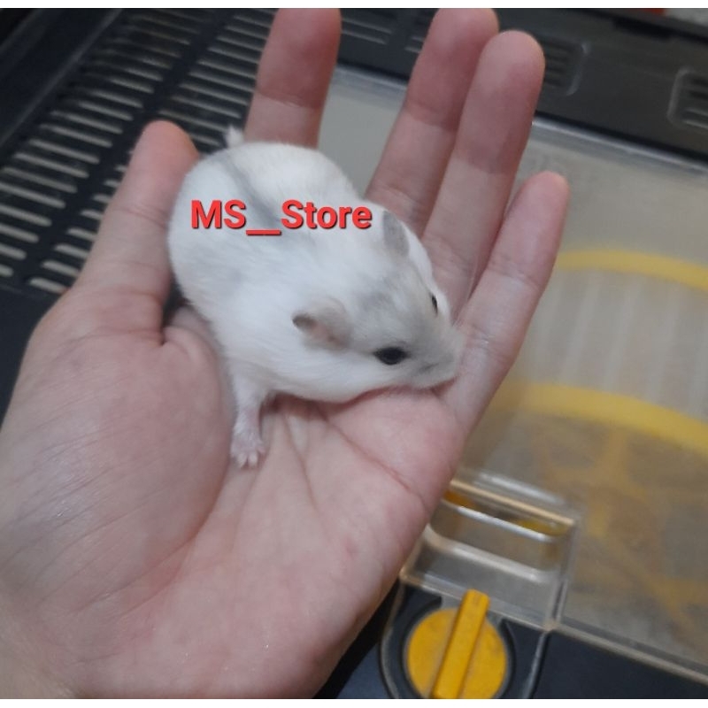 Jual ( KHUSUS SURABAYA INSTAN ) Hamster Winter white pearl, shapire ...