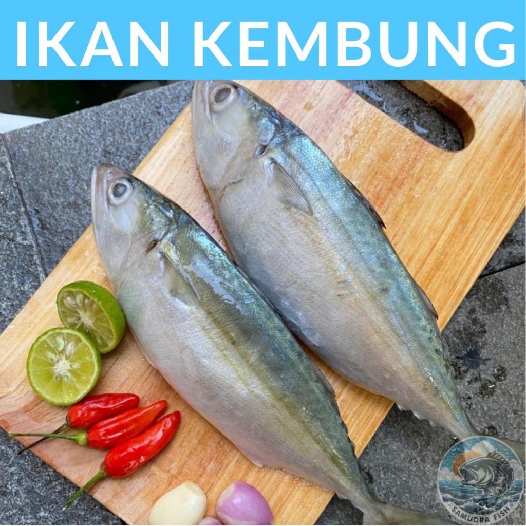 Jual Ikan Kembung Banjar Blanyar Fresh 1kg | Ikan Semarang | Beli Ikan ...
